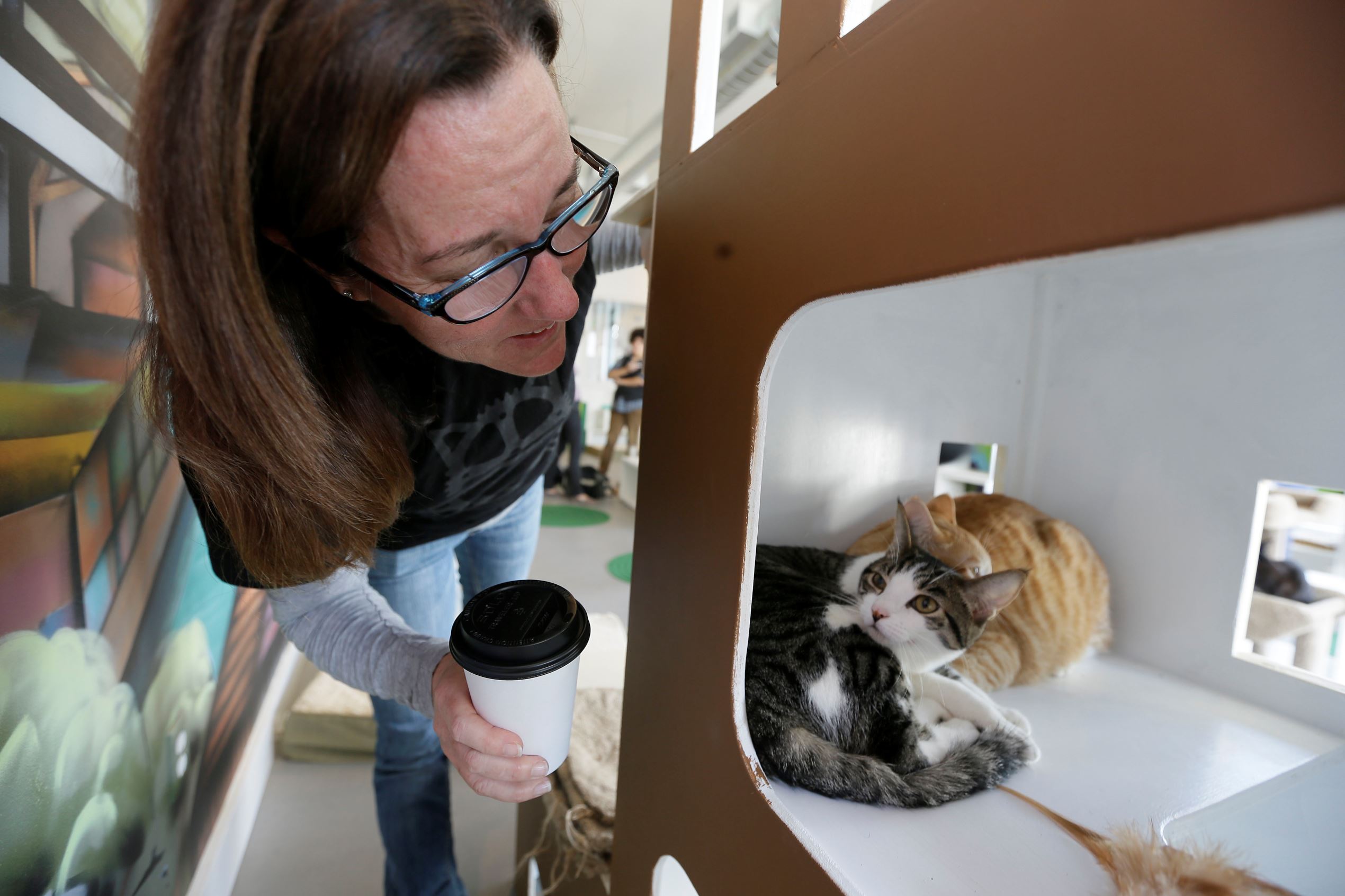 Purr-fect: Cat Cafes Around the World